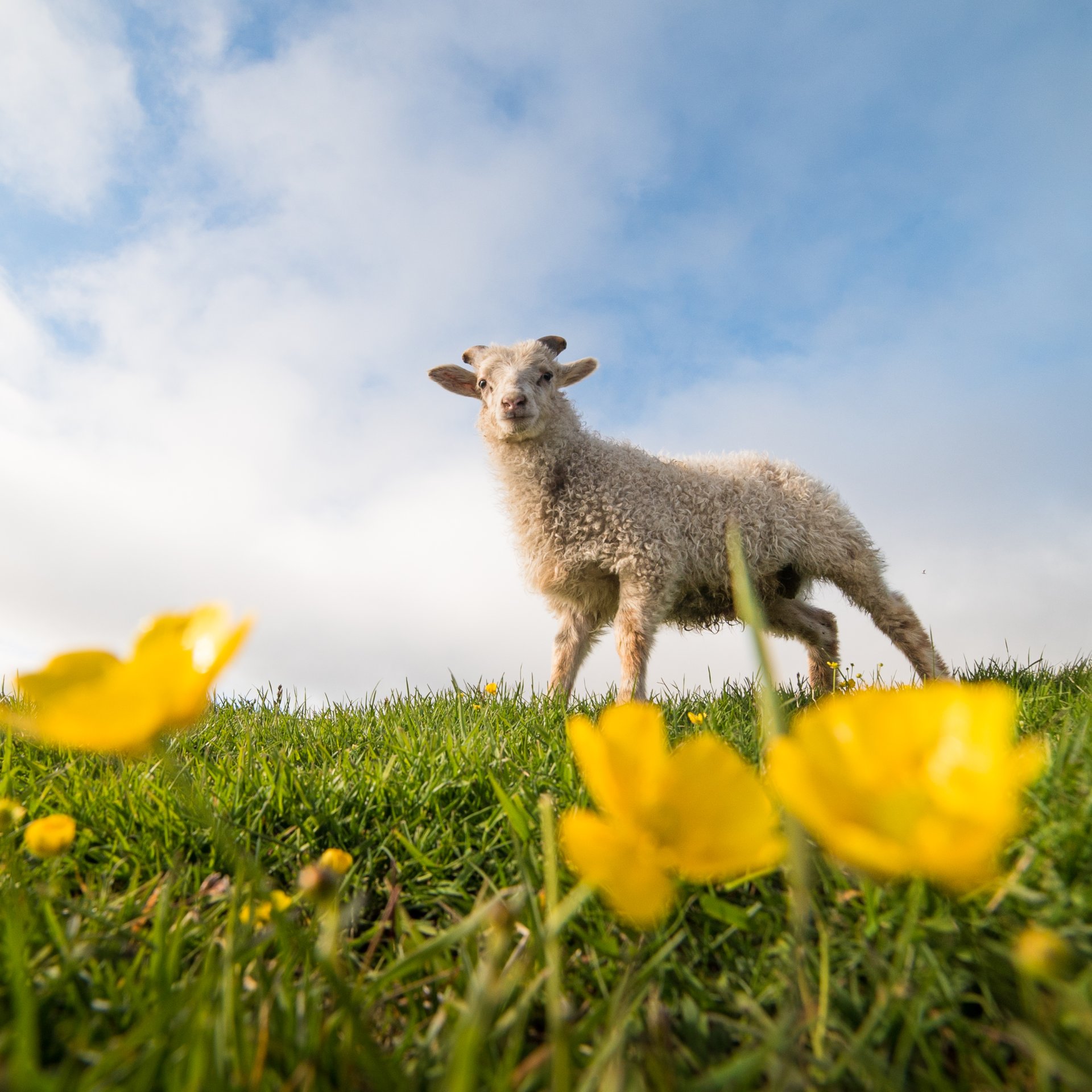 The Sheep Museum | Visit Westfjords